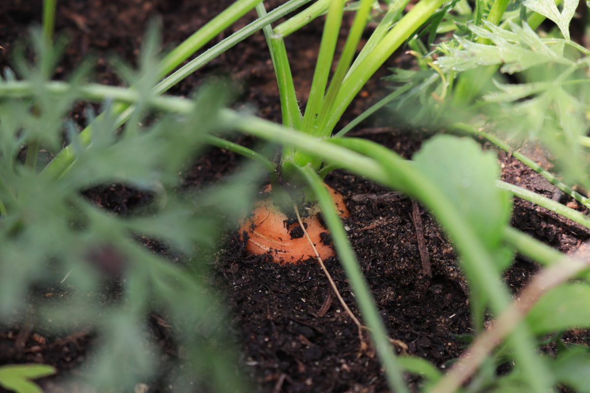 Field No.15 Vegetable Planting Topsoil | Field Compost